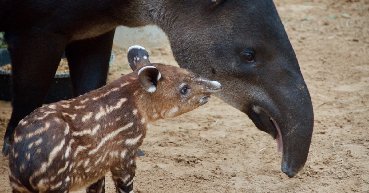 Odd Toed Ungulates Quiz - By Tasi