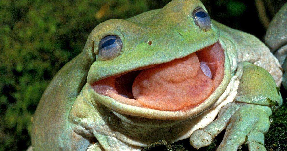 Amphibians Quiz - By Tasi