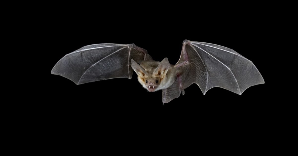 Find the Vampire Animals Quiz