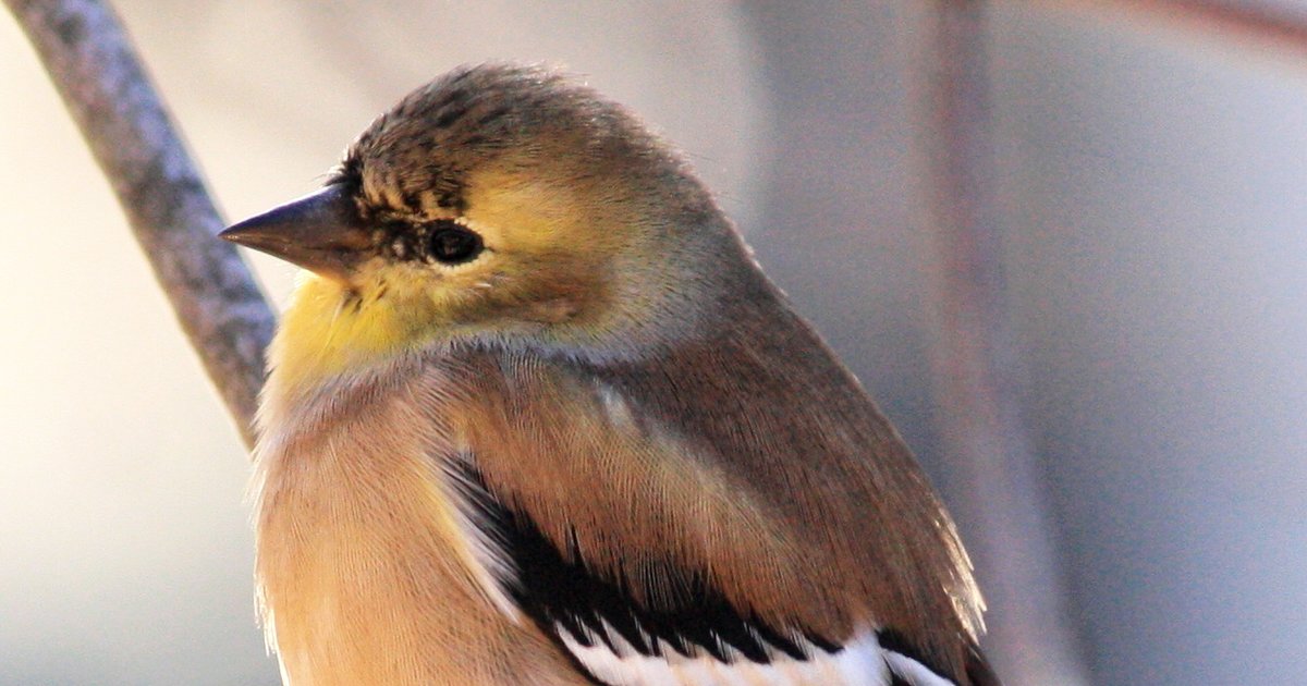 12 Northeastern Birds (Easy) Quiz - By whyhellothereB