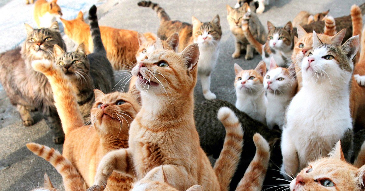 Cats as Other Animals Quiz - By treessimontrees