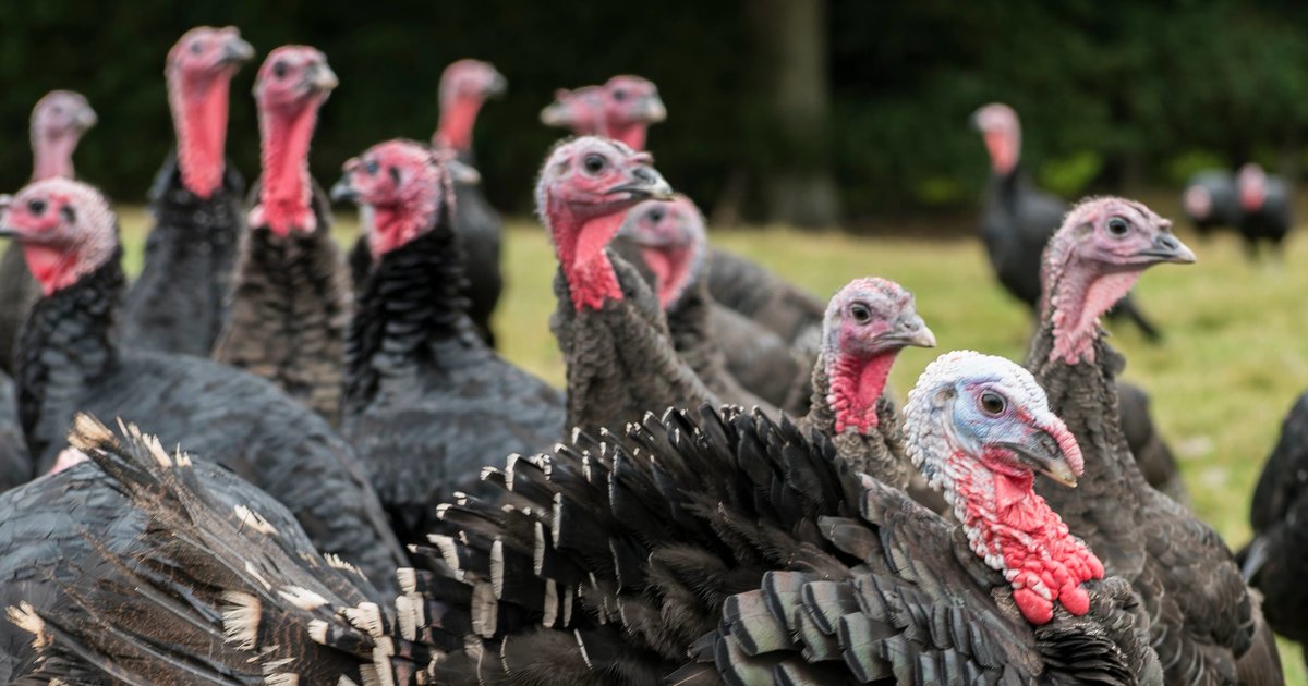 Not Thanksgiving Trivia Quiz - By kbhj2ydvr