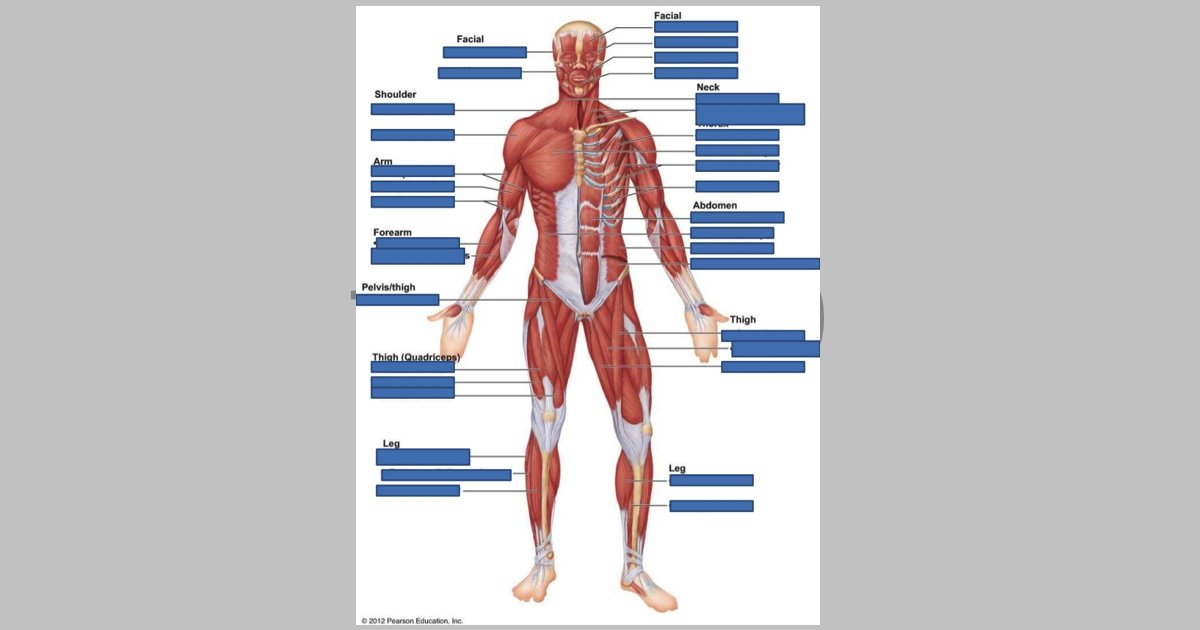 Muscles A&P Quiz - By javellaneda0213