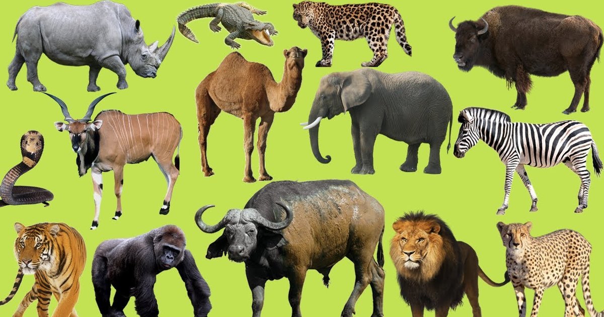 Countries By Three Native Animals Quiz - By captain_marvel