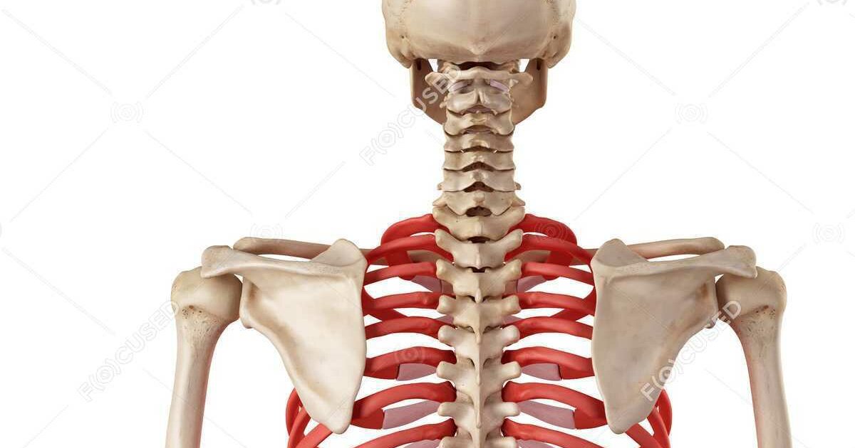 Word Ladder: The Spinal Countdown Quiz - By jyrops