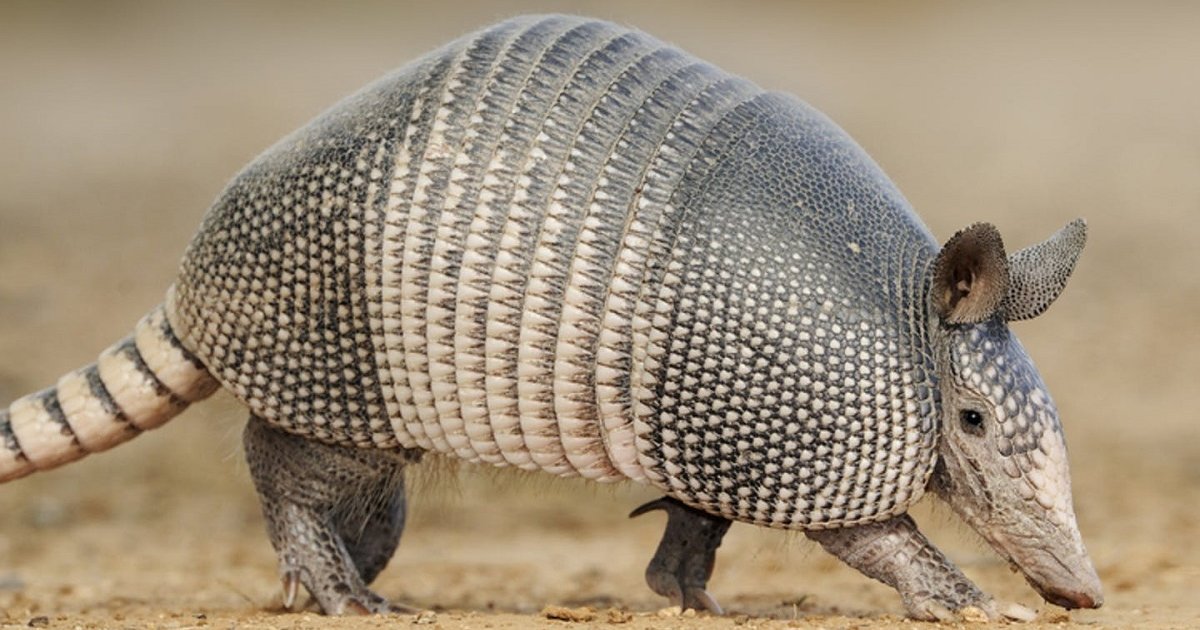 Pick the Anagram: Animals XIV Quiz - By hjckr