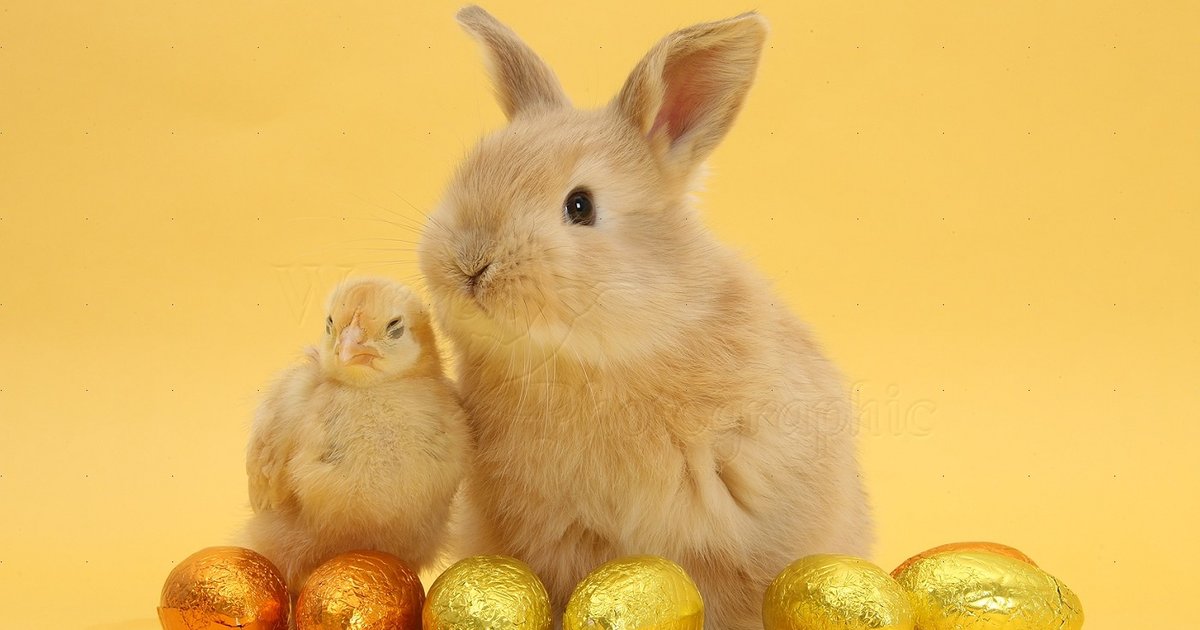 Egg, Chicken, Chocolate Or Rabbit Song Quiz - By dumby321