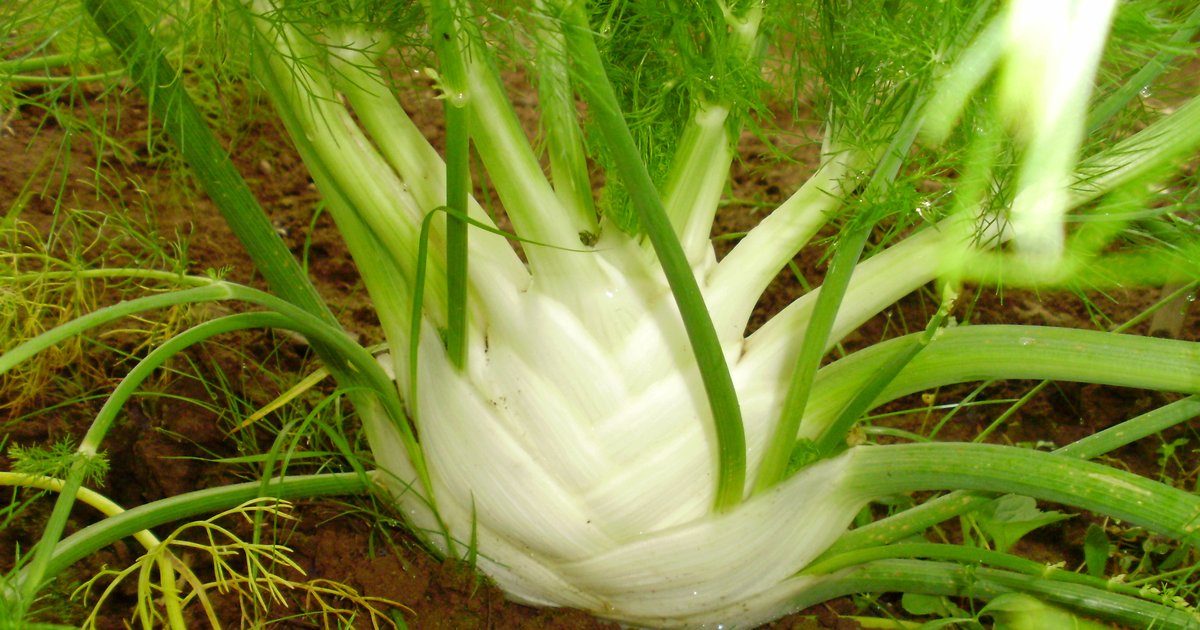 Latin Names of 50 Popular Vegetables & Herbs Quiz - By eric24weber