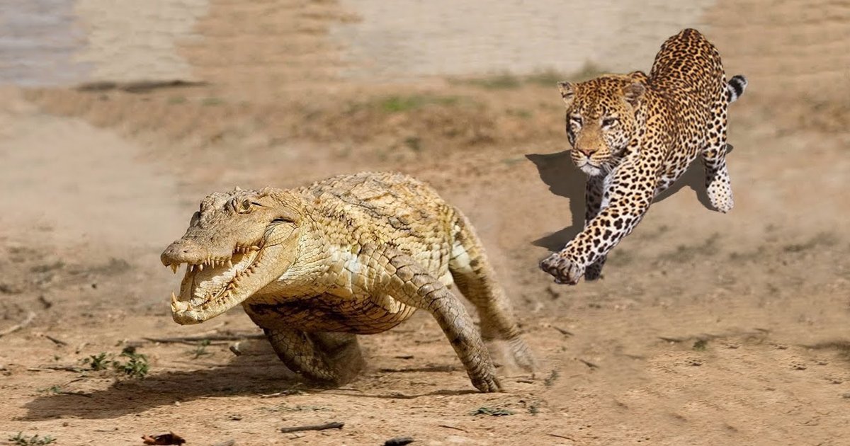 Answer Smash - Animals Quiz - By yorkesdad