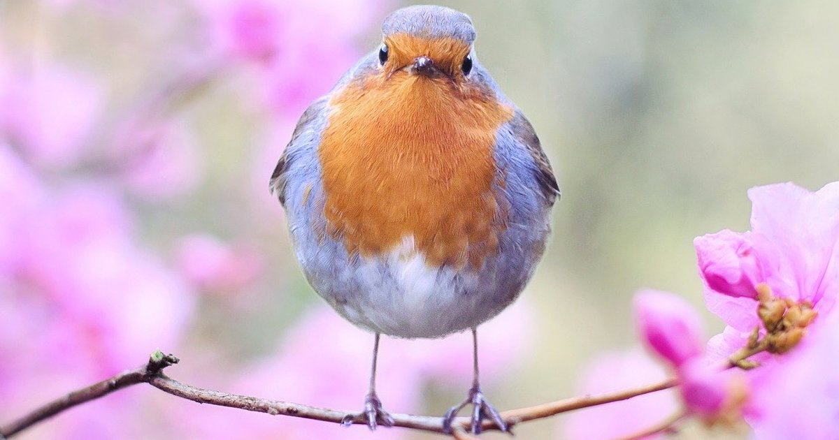 Dutch bird names [Nederlands] Quiz - By Shailiha