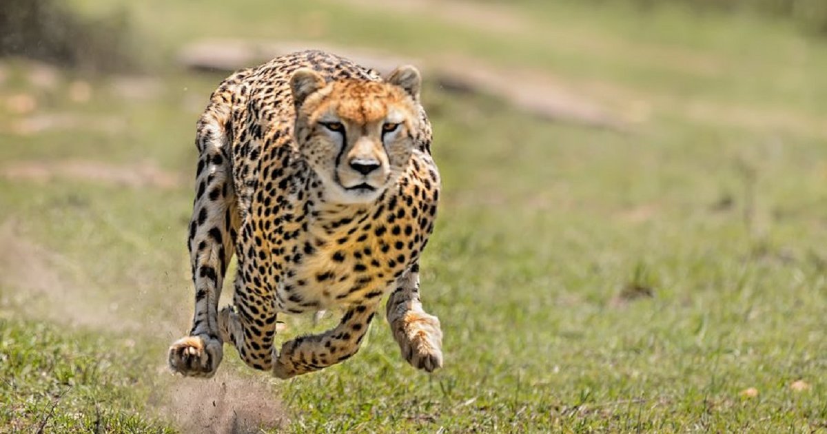 Rush to the Finish: Animals by Country II Quiz - By alvir28
