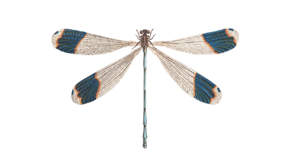 Insects in Portuguese (Picture Click) Quiz - By Woorsie