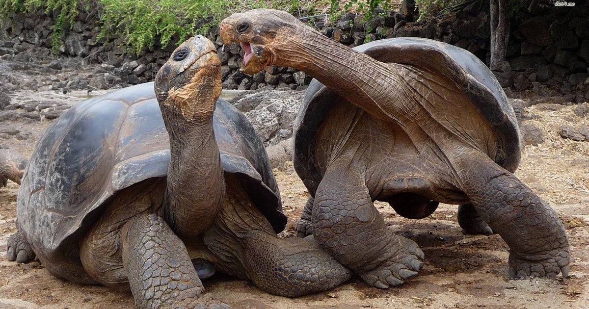 Wild Animal Countries II Quiz - By the_underground