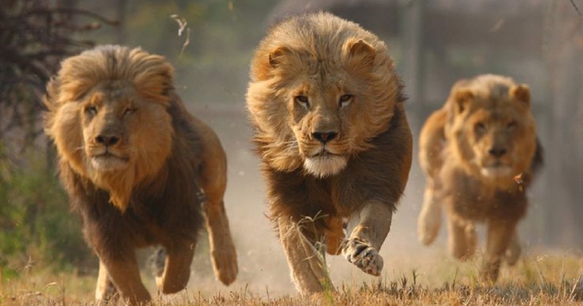 Rush to the Finish: Animals by Continent VI Quiz - By alvir28
