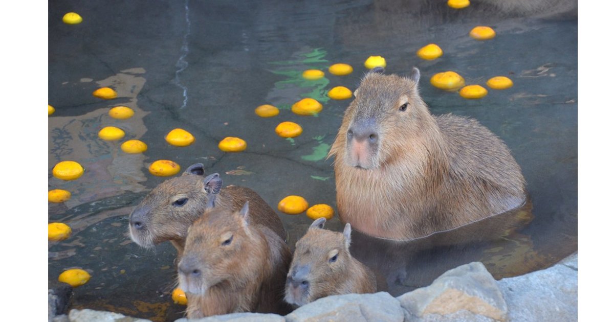 Capybara Song Quiz - By Tasi