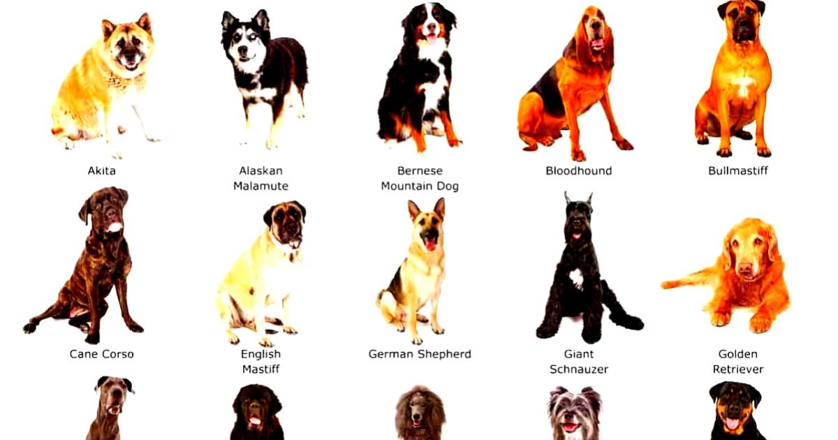 Dingbat Dogs! Quiz - By nabean