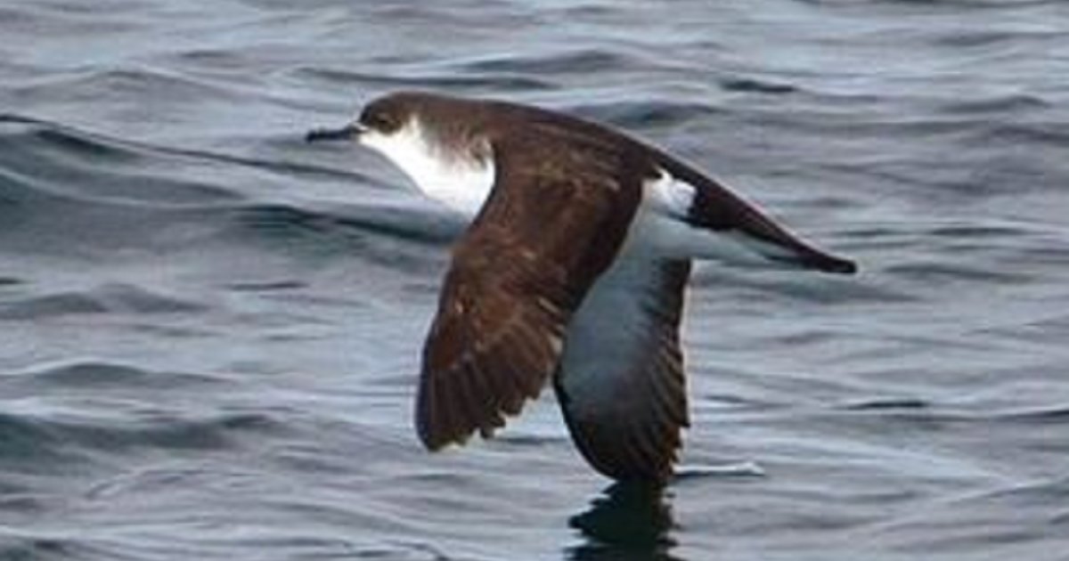 European Seabirds Picture Click Quiz - By Woorsie