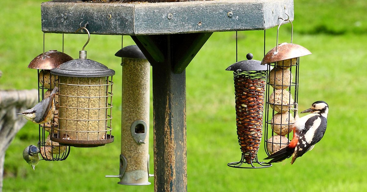 British Garden Birds Quiz - By Snowdonia