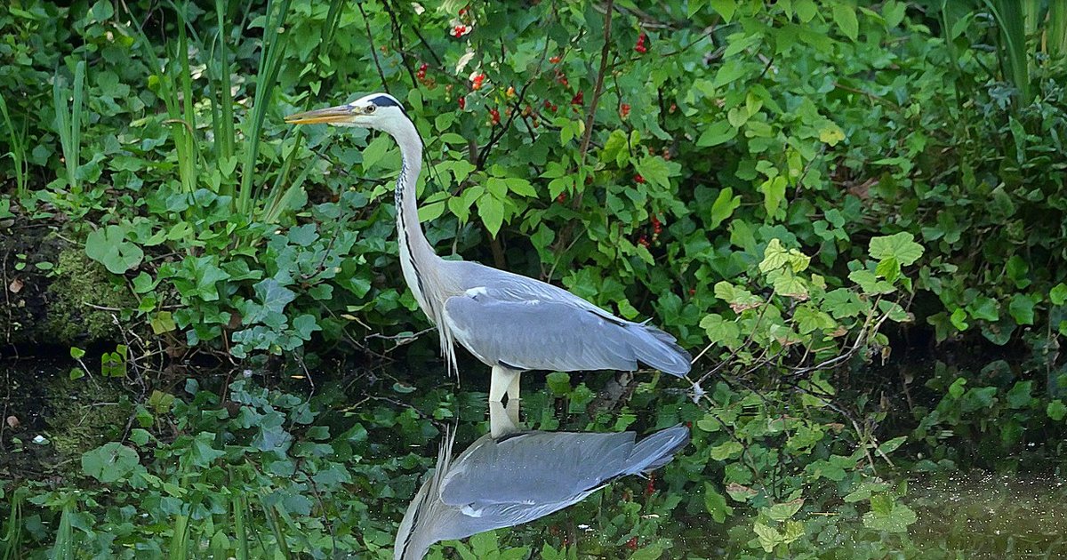 British River Birds Quiz - By Snowdonia