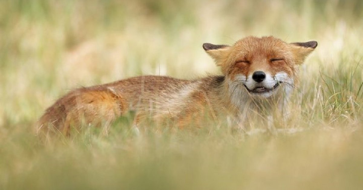 Find the Fox Animals II Quiz - By alvir28