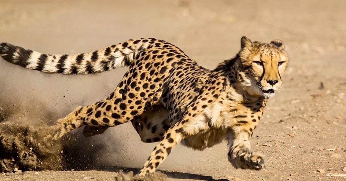 Fast Animals Quiz - By Pugman29