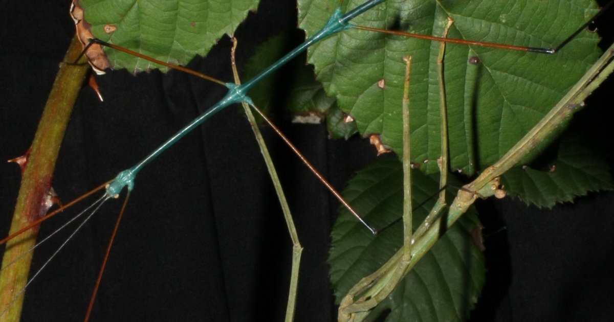 Types of Ramulus (stick insects) Quiz - By K0llun