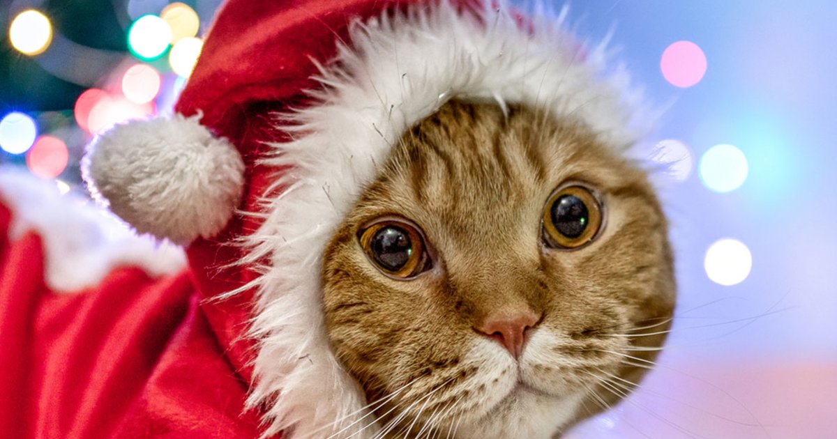 Festive Cats Quiz - By acat42