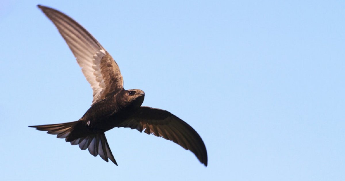 Find the Swift Animals Quiz - By alvir28