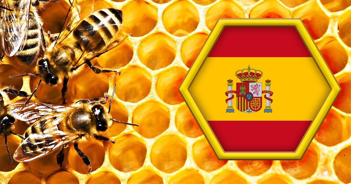 Geography Honeycomb VIII Quiz