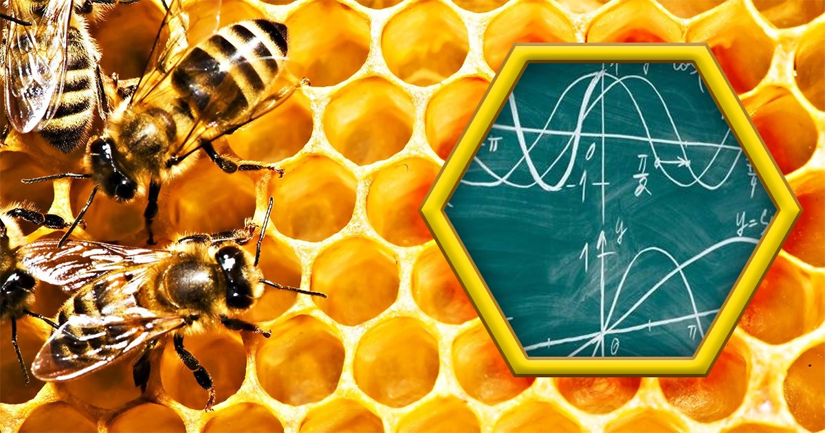 Science Honeycomb V Quiz