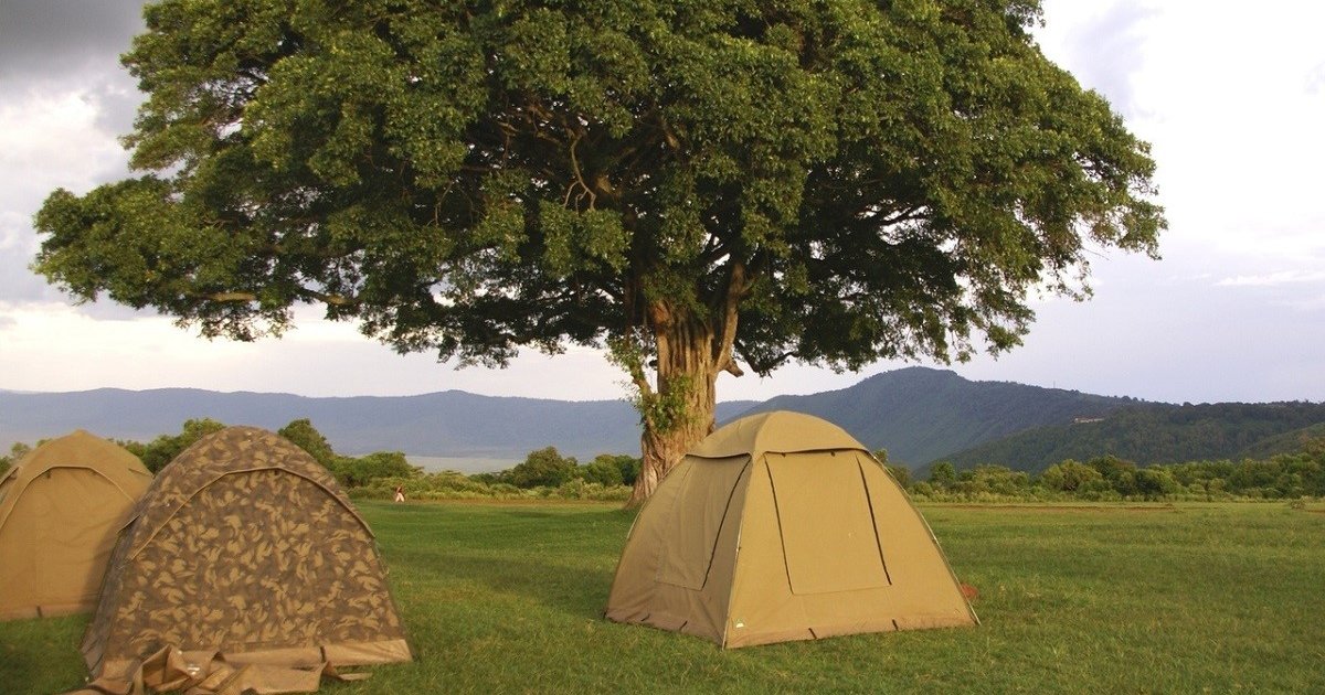 Tents and Trees Logic Puzzle #35 Quiz - By garolo
