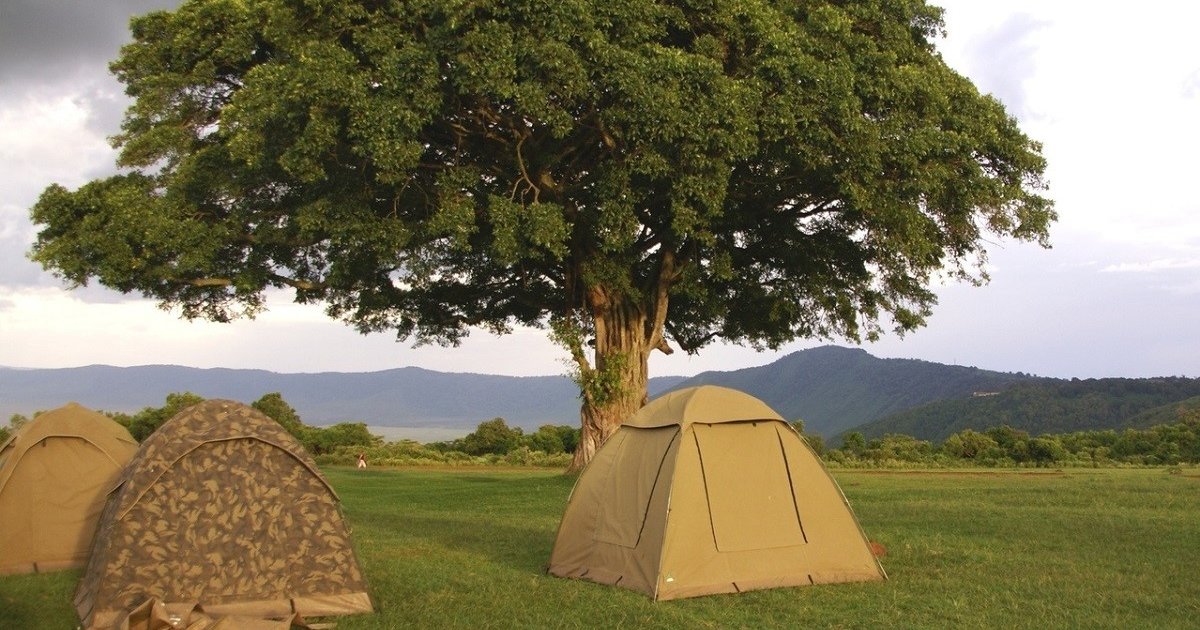 Tents and Trees Logic Puzzle #40 Quiz - By garolo
