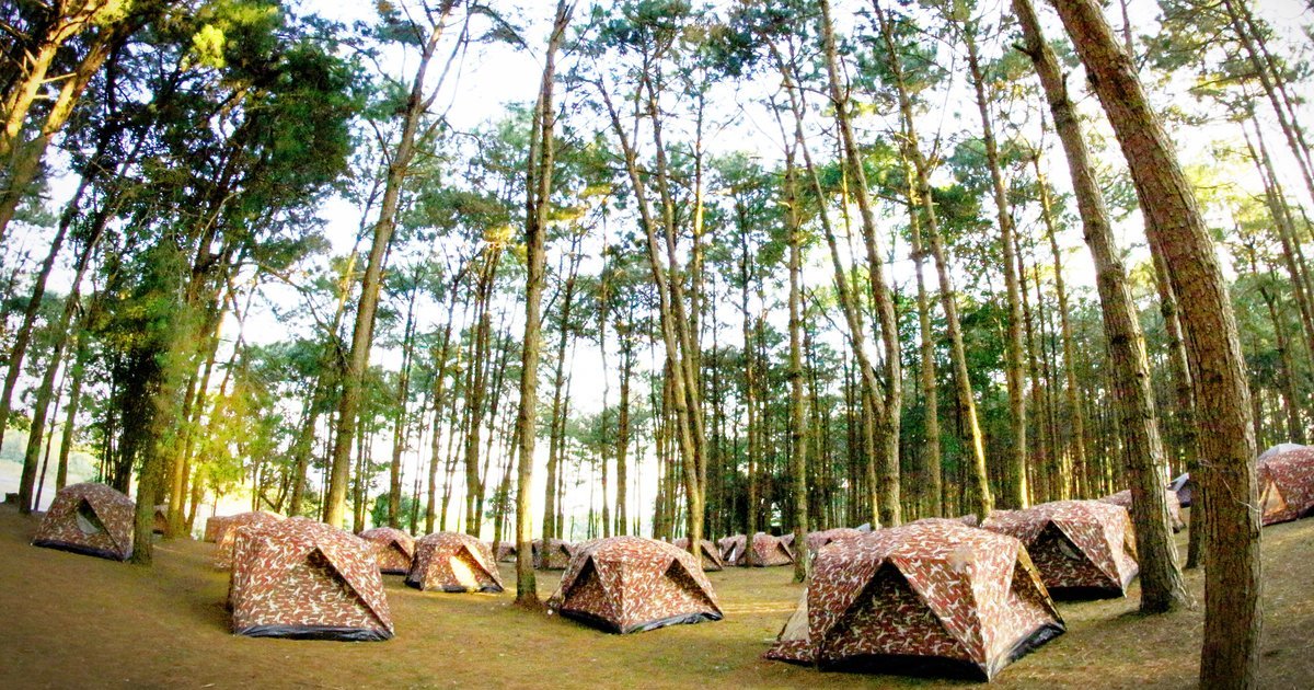 Tents and Trees Logic Puzzle #47 Quiz - By garolo