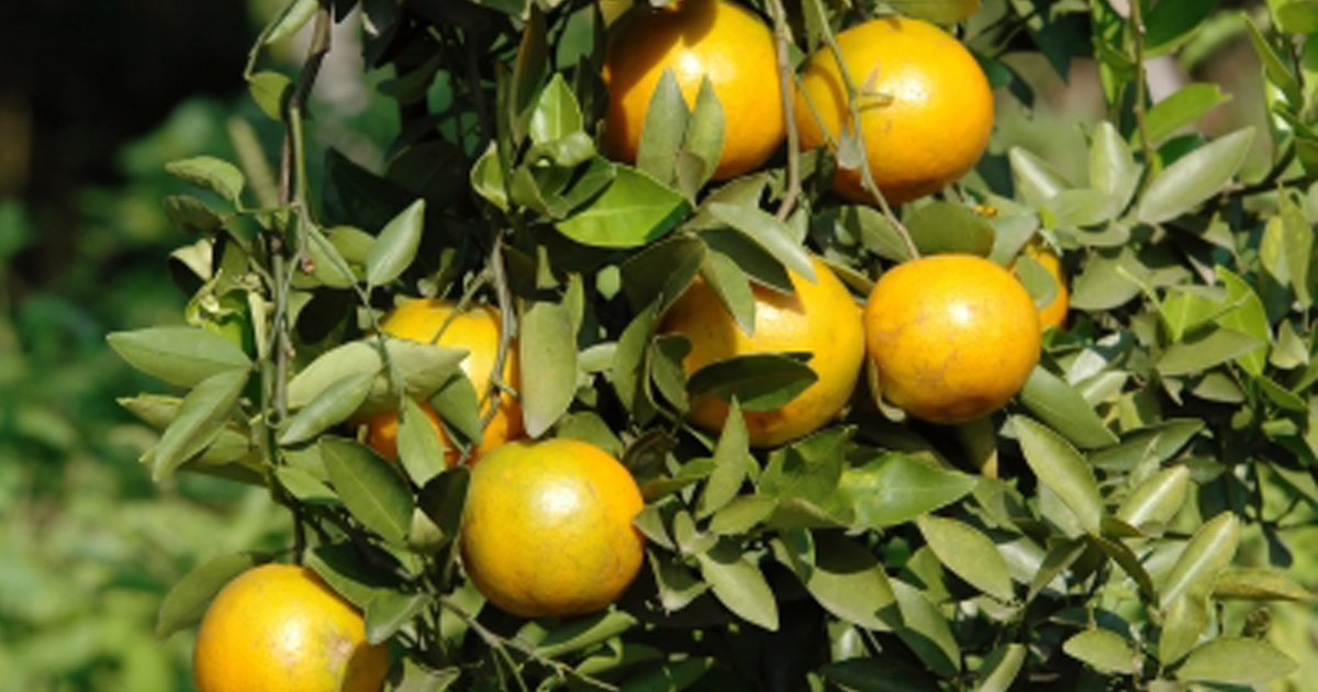 Original Citrus Species Quiz - By JMsAuntie