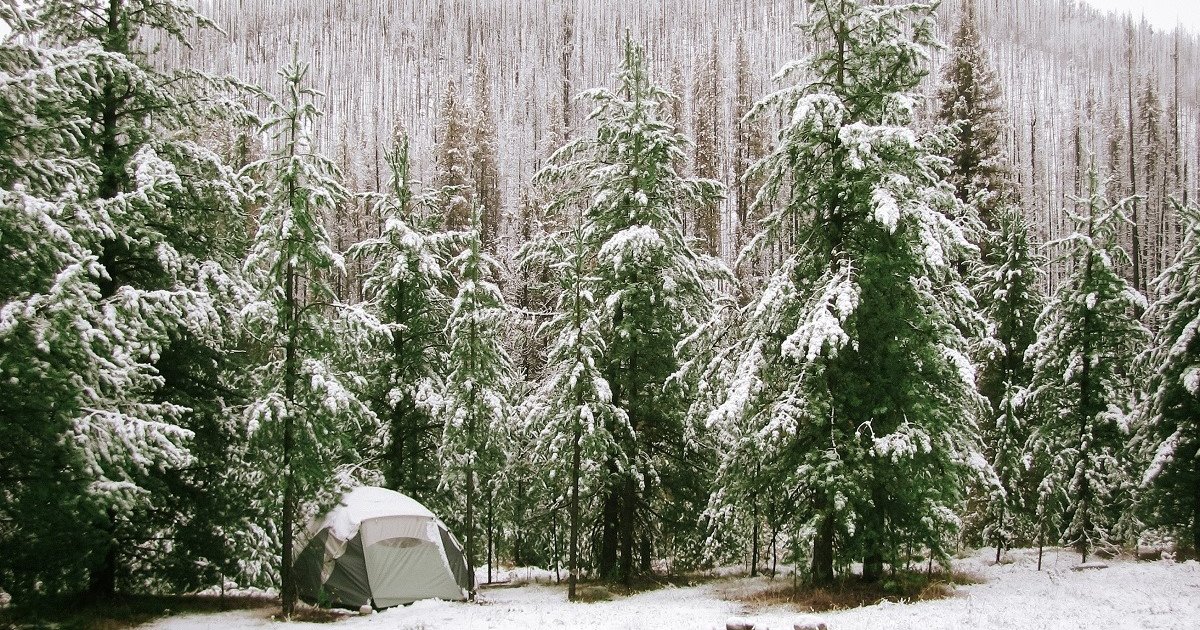 Tents and Trees Logic Puzzle #53 Quiz - By garolo