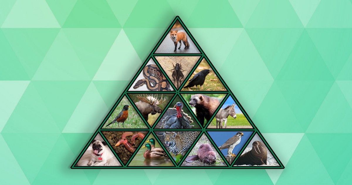 Trivia Triangles: Animal Answers Quiz