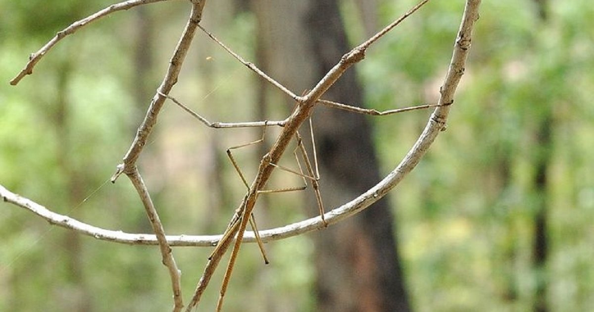 Find the Twig Animals Quiz - By alvir28