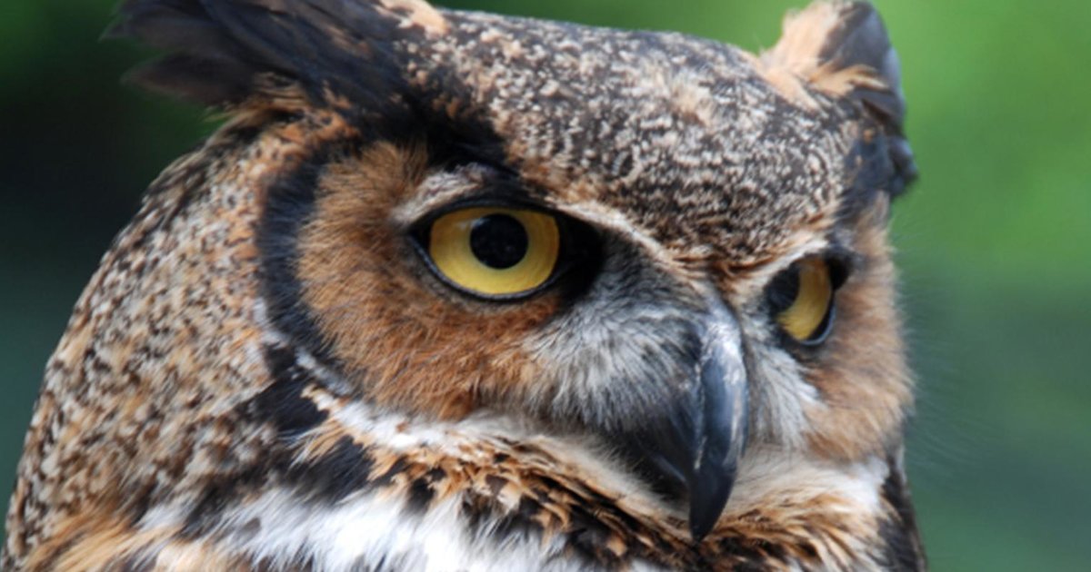 Owls 101 Quiz - By SporcleTV