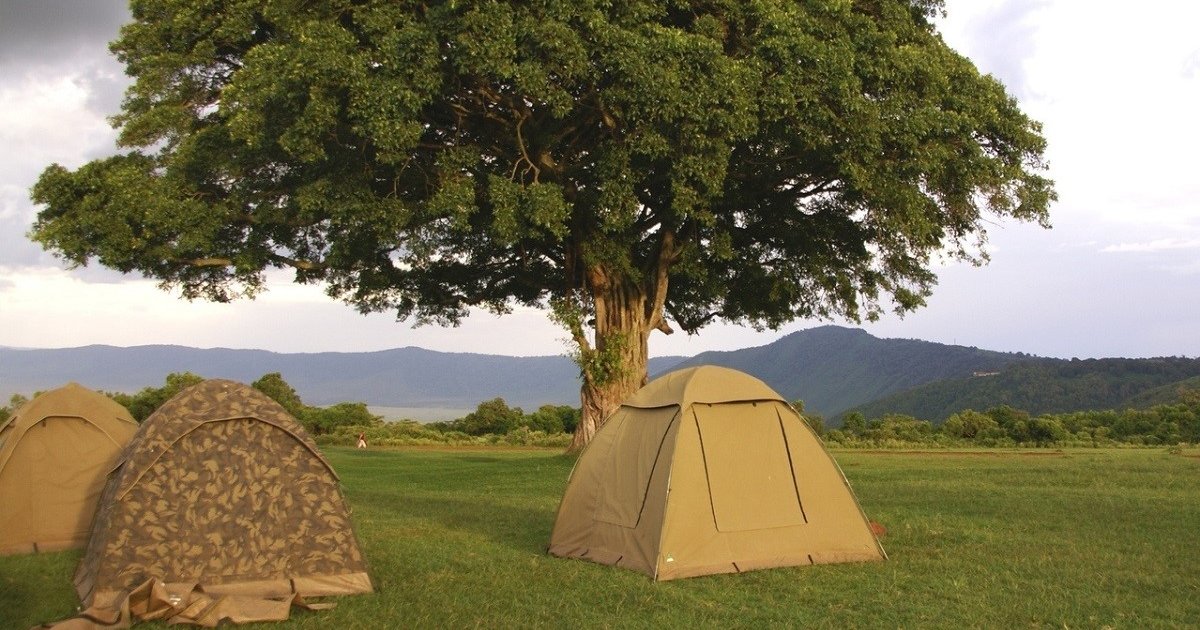 Tents and Trees Logic Puzzle #91 Quiz - By garolo