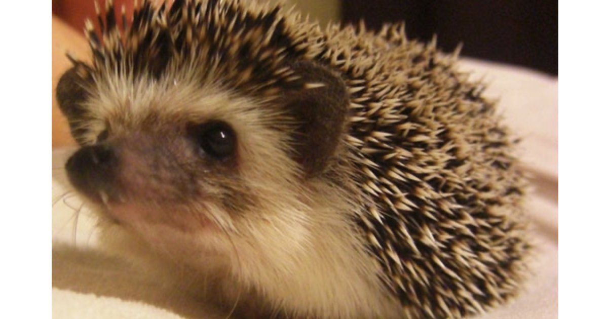 Exotic Pet Shop Logic Puzzle Quiz