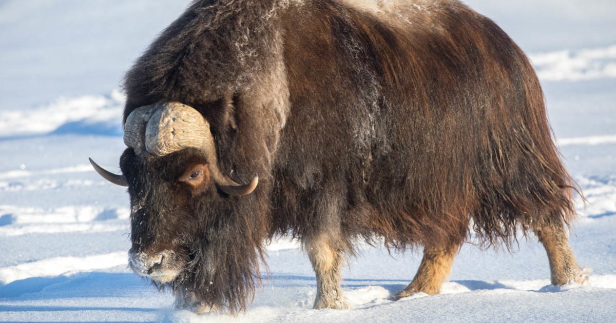 Find the Musk Animals Quiz - By alvir28