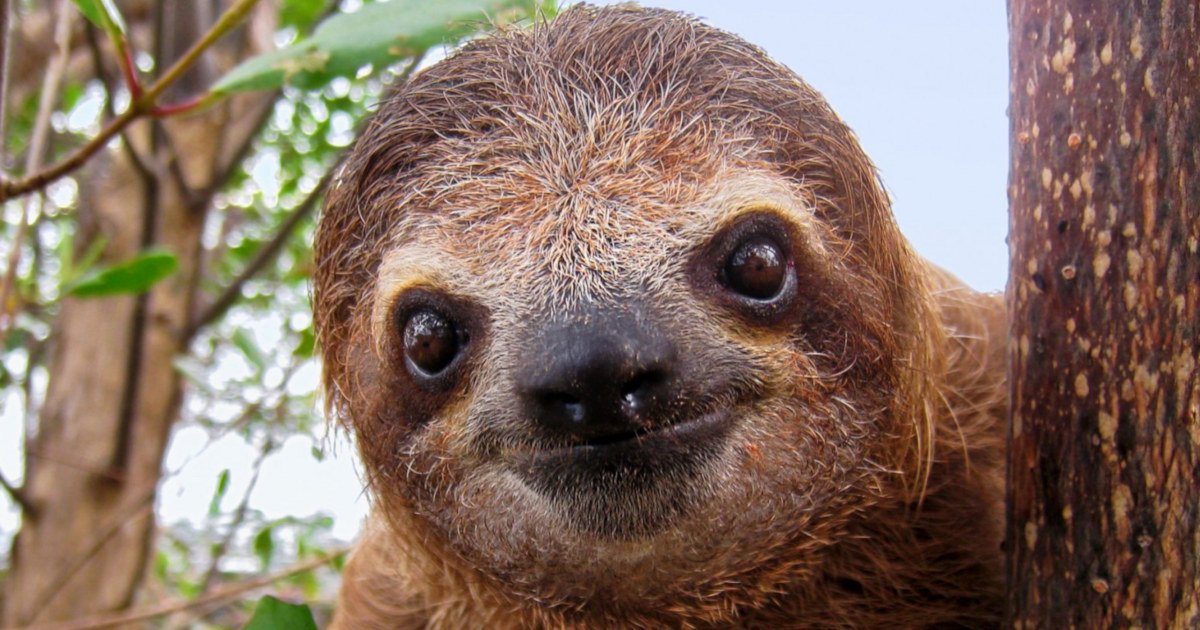 Let's draw a sloth Quiz - By hellofromUK