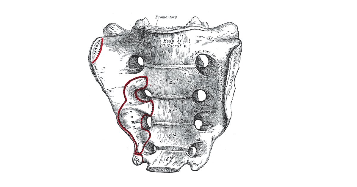 Anatomy of the Sacrum Quiz - By Hannahmat