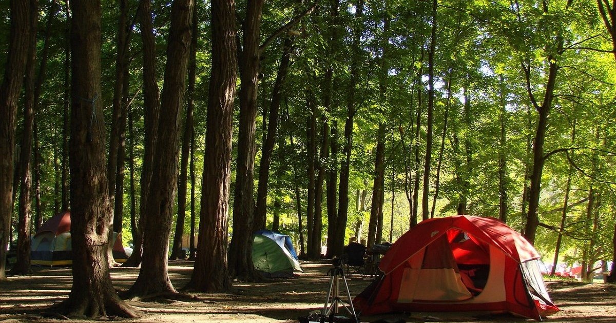 Tents and Trees Logic Puzzle #112 Quiz - By garolo