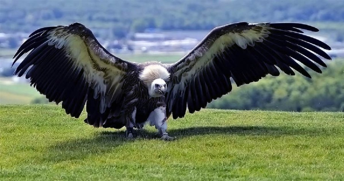 Find the Wing Animals Quiz - By alvir28