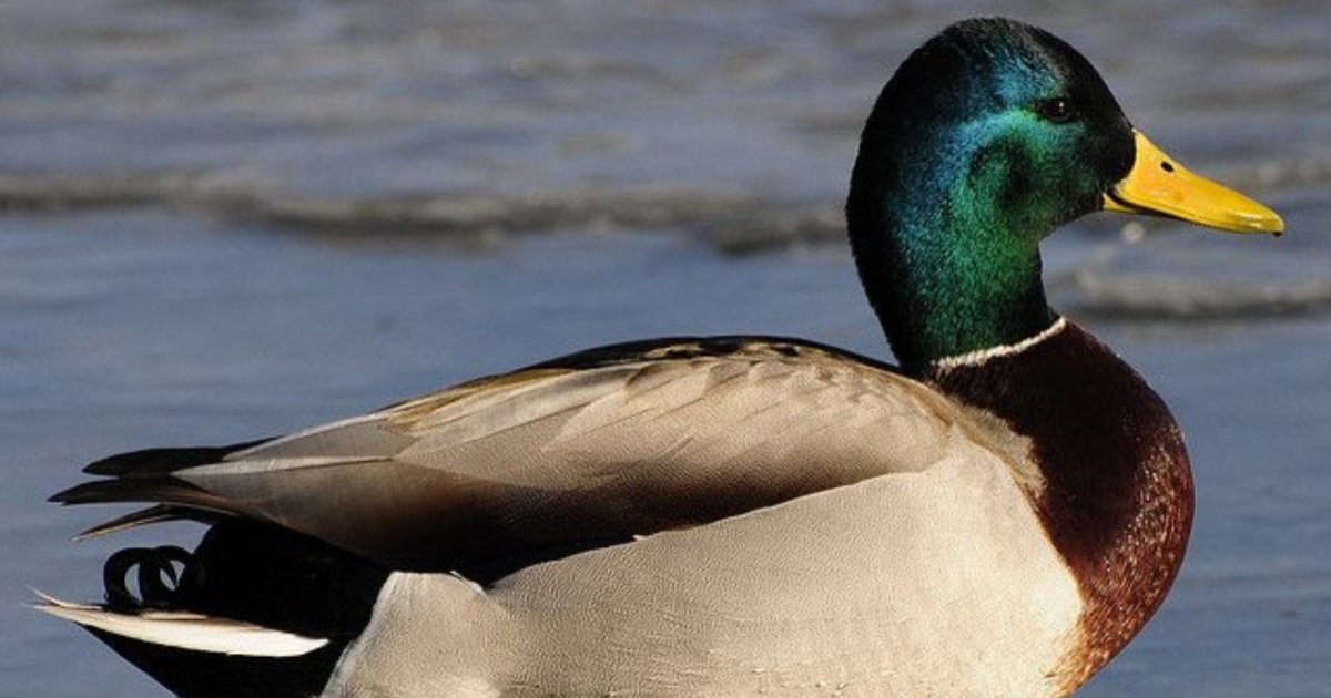 Duck Jokes 🦆 Quiz - By jackfrog10