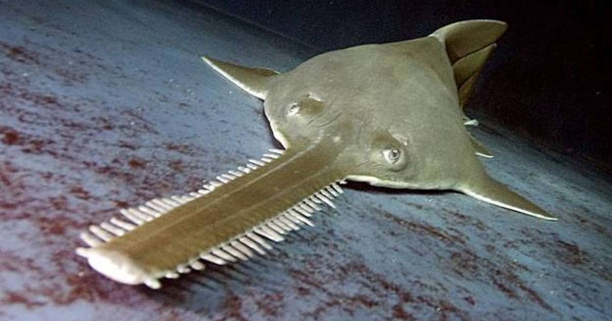 Find the Saw Animals Quiz - By alvir28