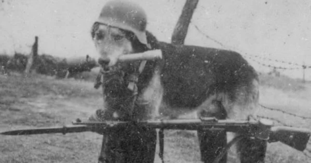 Animals at War Quiz - By 468178