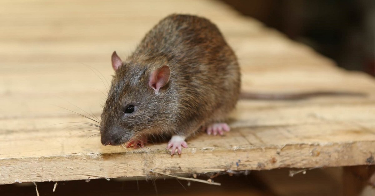 Find the Rat Animals II Quiz - By alvir28