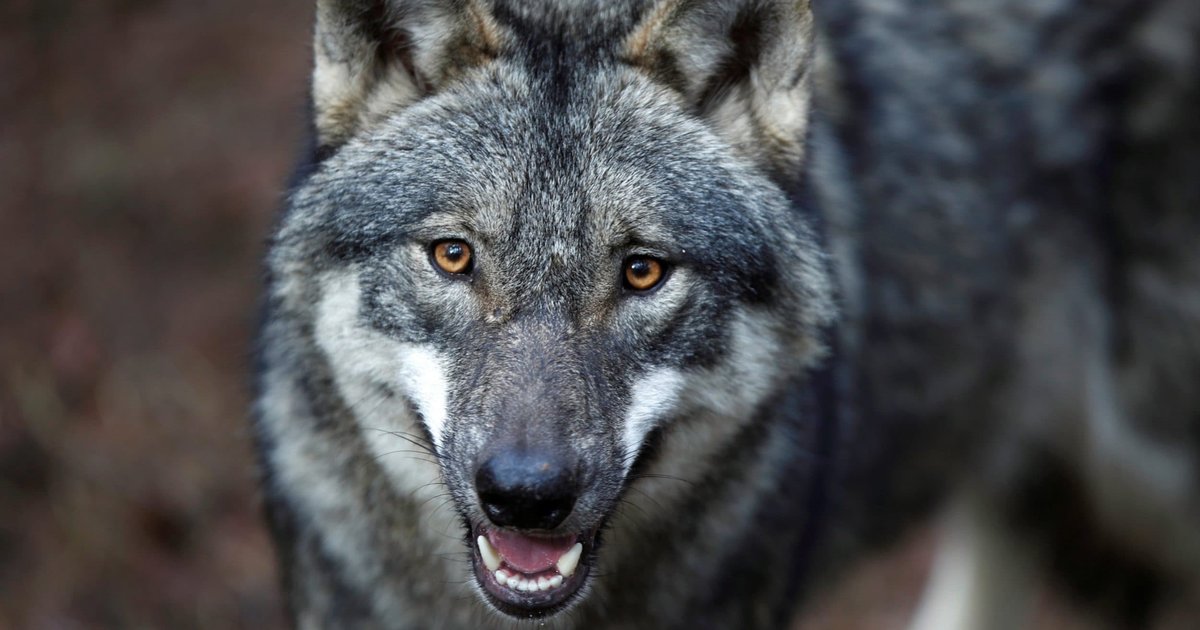 National Animals of Europe Quiz - By captaindinofuzz